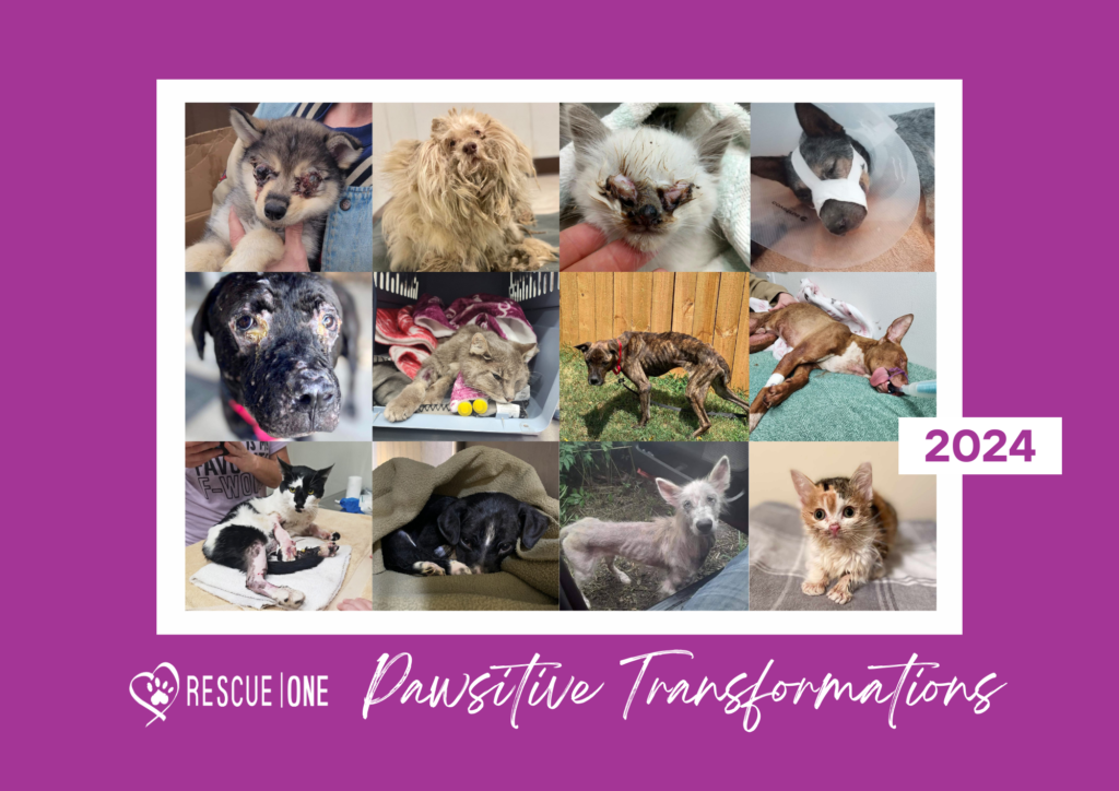 2024 Pawsitive Transformations Calendar – Rescue One